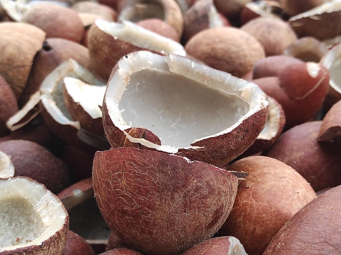 Coconut Copra